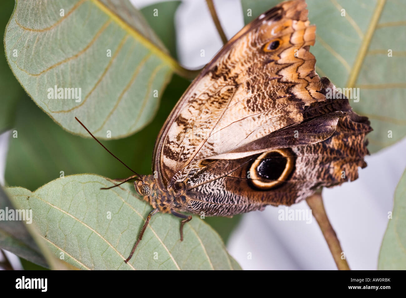 Caligo memnon memnon Owl Butterfly on green leaf Stock Photo - Alamy