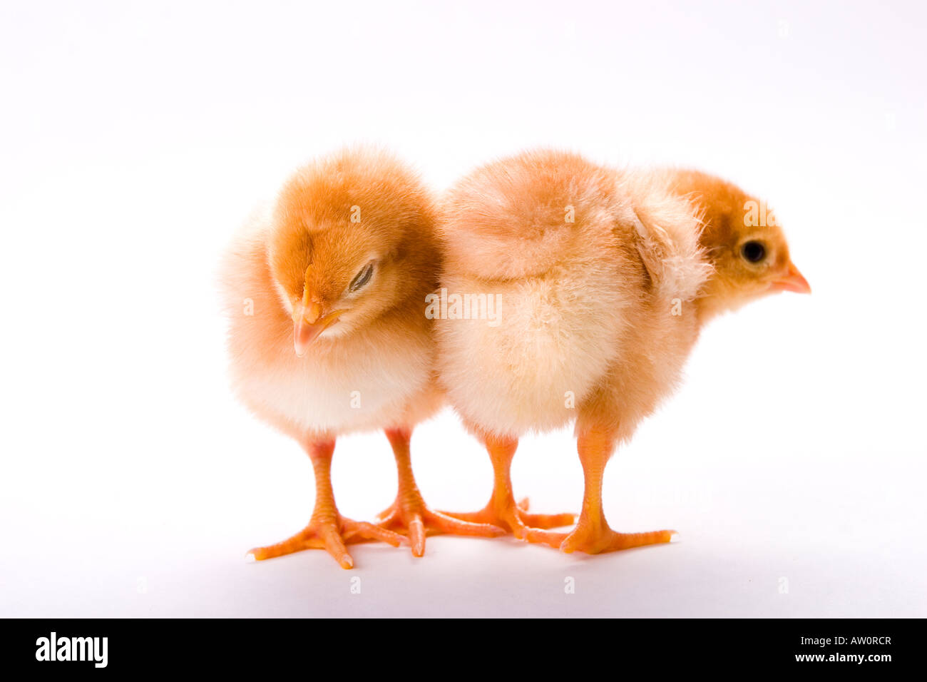Two Rhode Island Red chicks on white background Stock Photo - Alamy