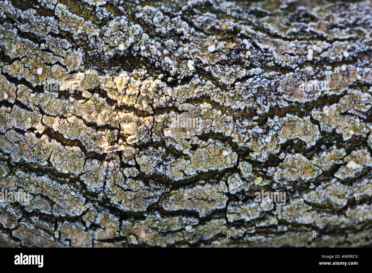 Fallen tree trunk bark texture covered frost and small hail stones in ...