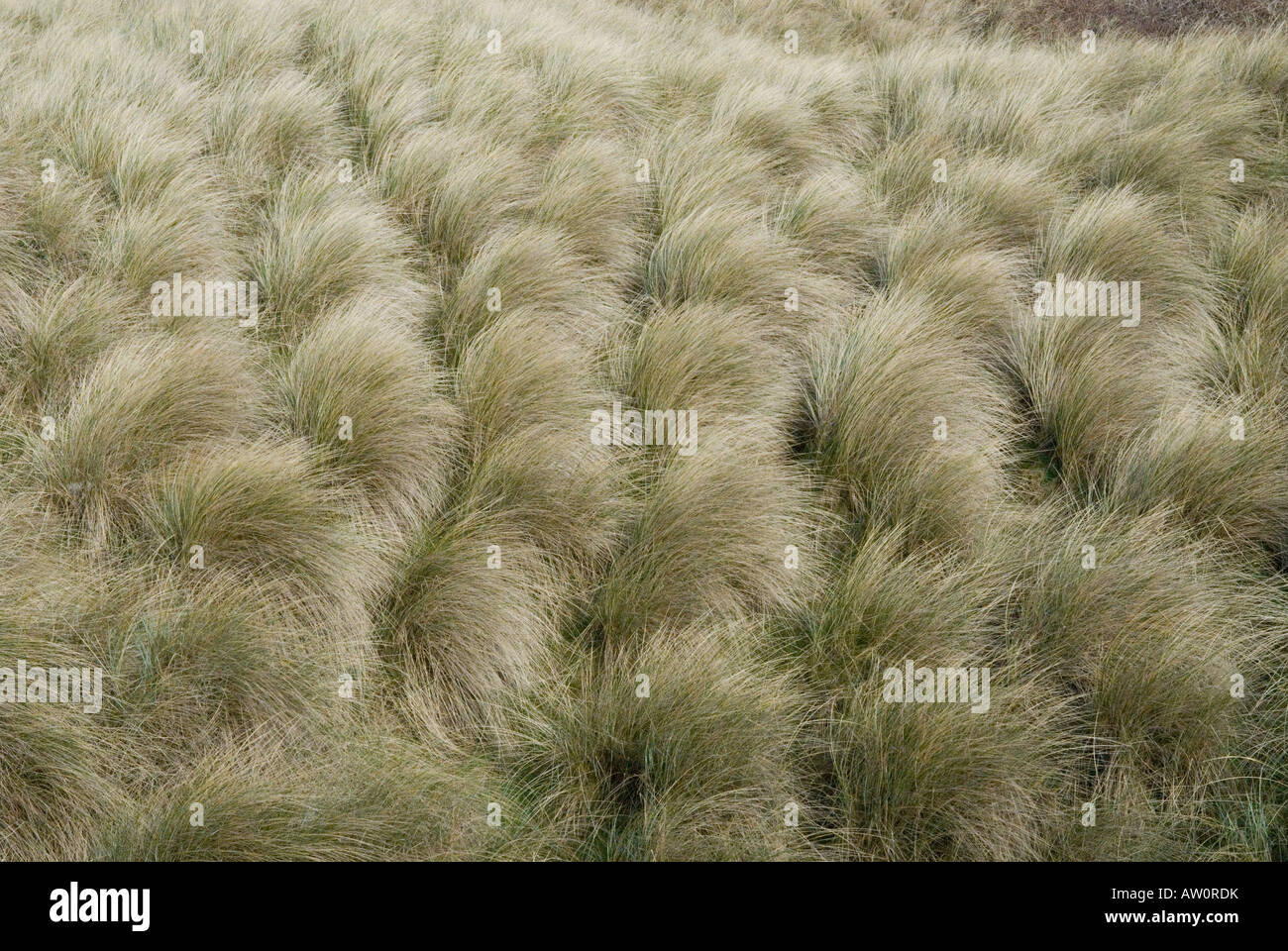 Repeating marram grass in sand dunes Stock Photo - Alamy