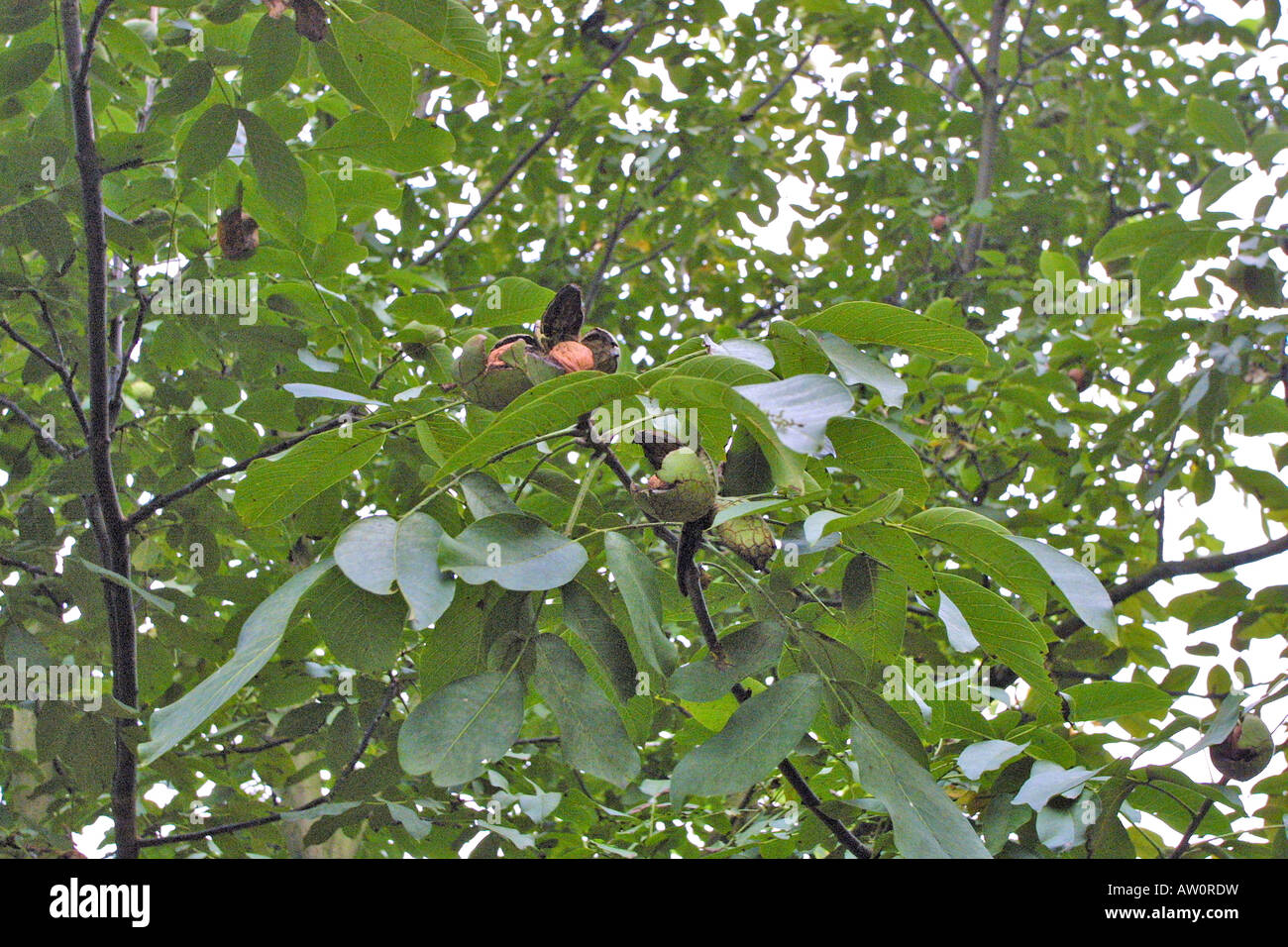 Walnuts walnut .Walnut tree Grenoble, France WalnutPicking09899 Stock ...