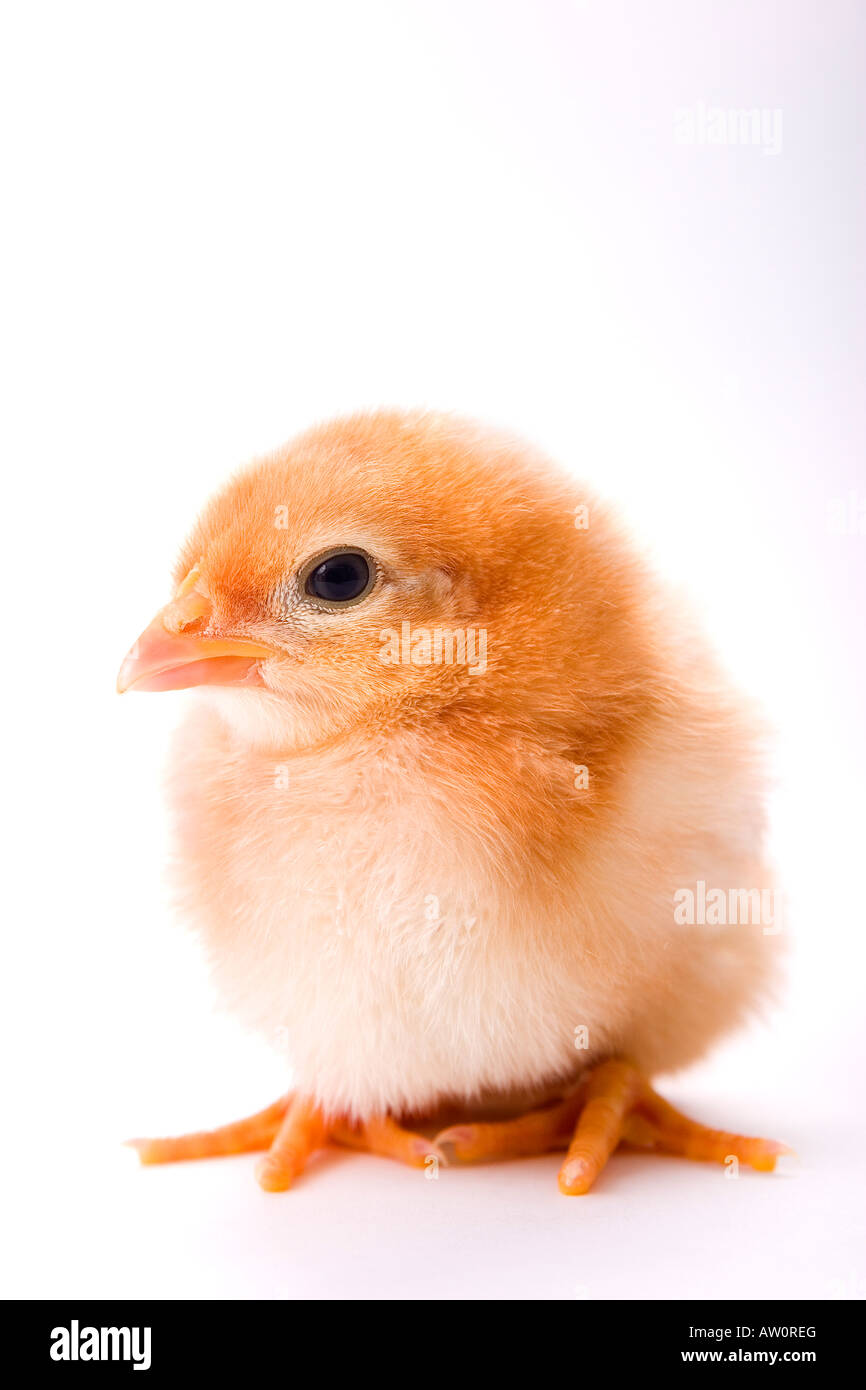 Rhode Island Red chick on white background Stock Photo - Alamy