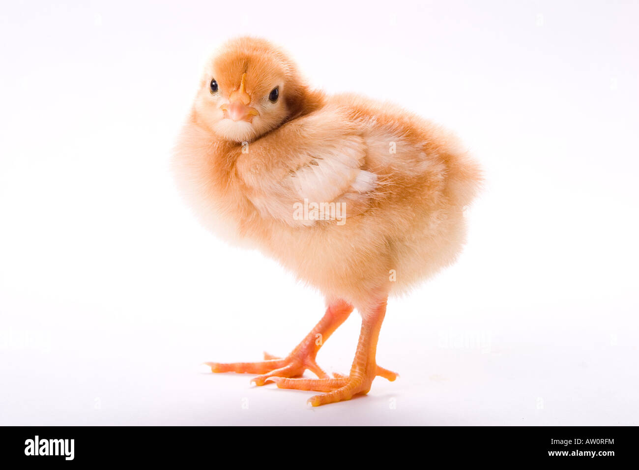 Rhode island red chick hi-res stock photography and images - Alamy