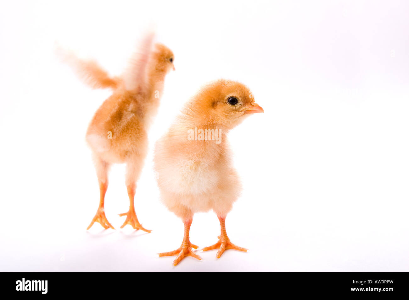 Two chicks on white background Stock Photo - Alamy