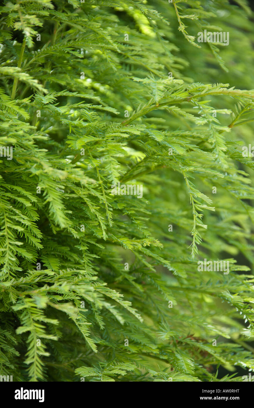 Greenery on Redwood tree Stock Photo - Alamy