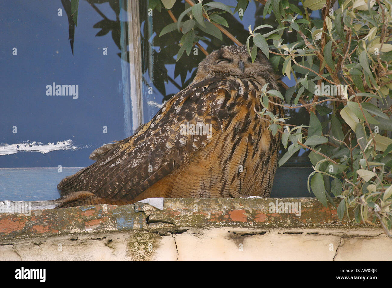 Eagle owl (latin: Bubo bubo) sitting on window ledge. Night bird of ...