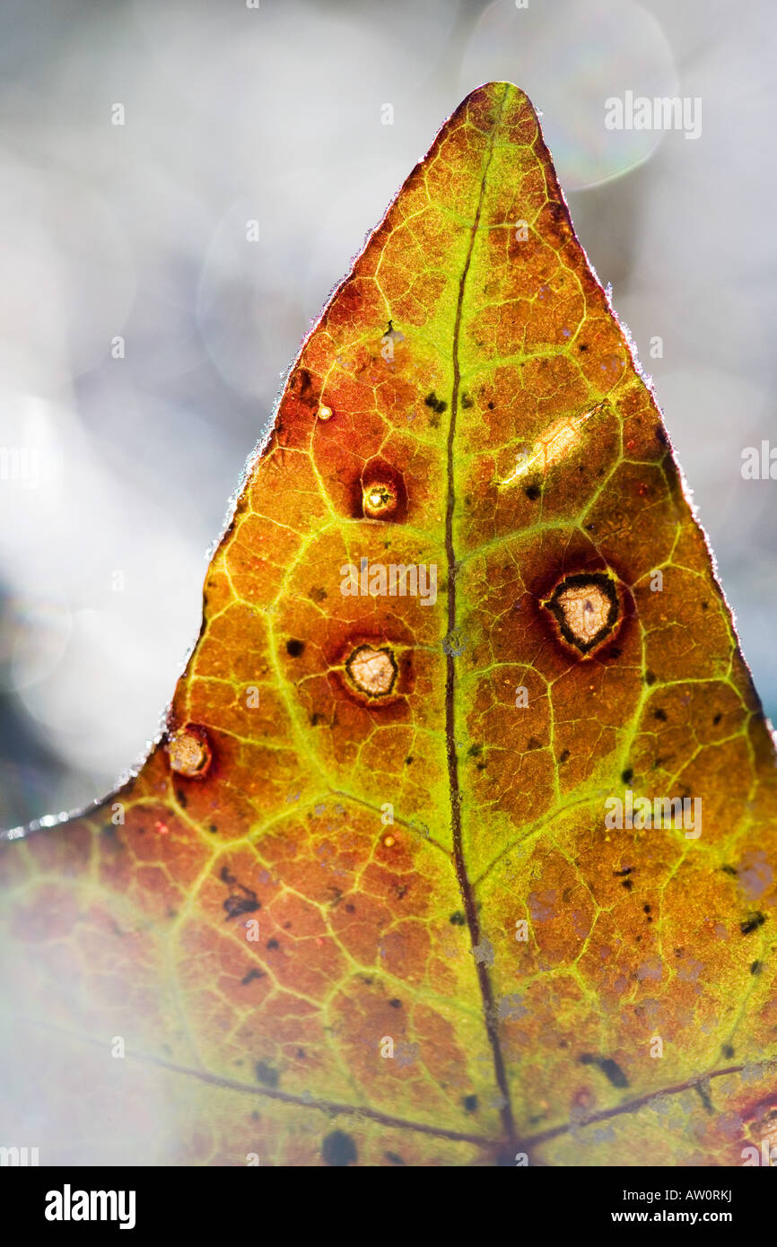 Dead ivy leaf on a frosty ground Stock Photo - Alamy