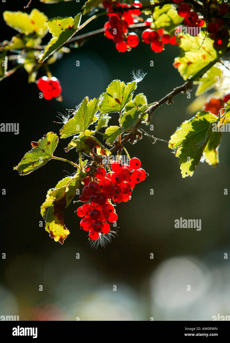 Tallberg sweden hi-res stock photography and images - Alamy