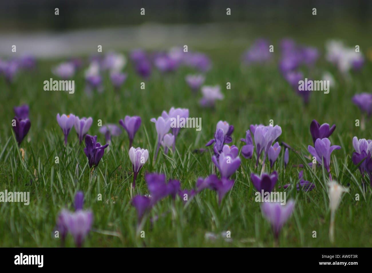 flowering crocus spring - Crocus Iridaceae bloom blooming blooms ...