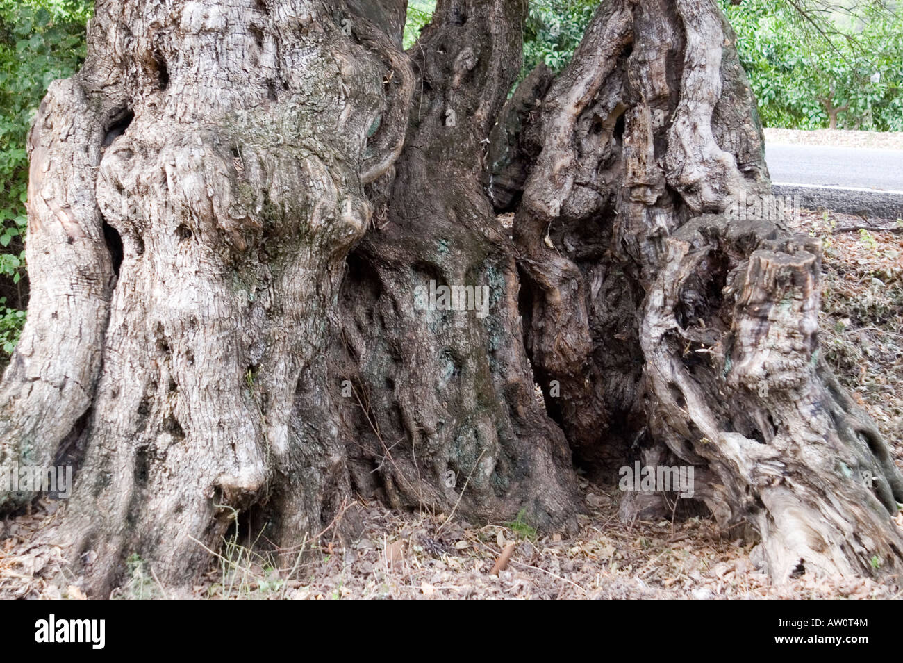 Base of an old Olive tree Stock Photo - Alamy