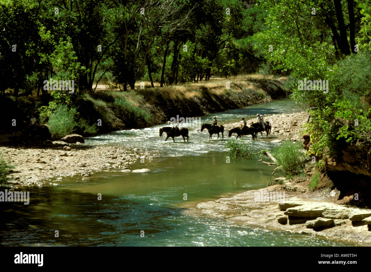 UT Utah Zion National Park Horseback riding along the Virgin River ...