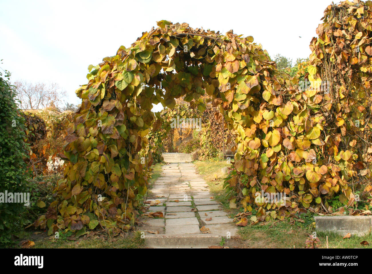 Beautiful arc from the plant Autumn Stock Photo - Alamy