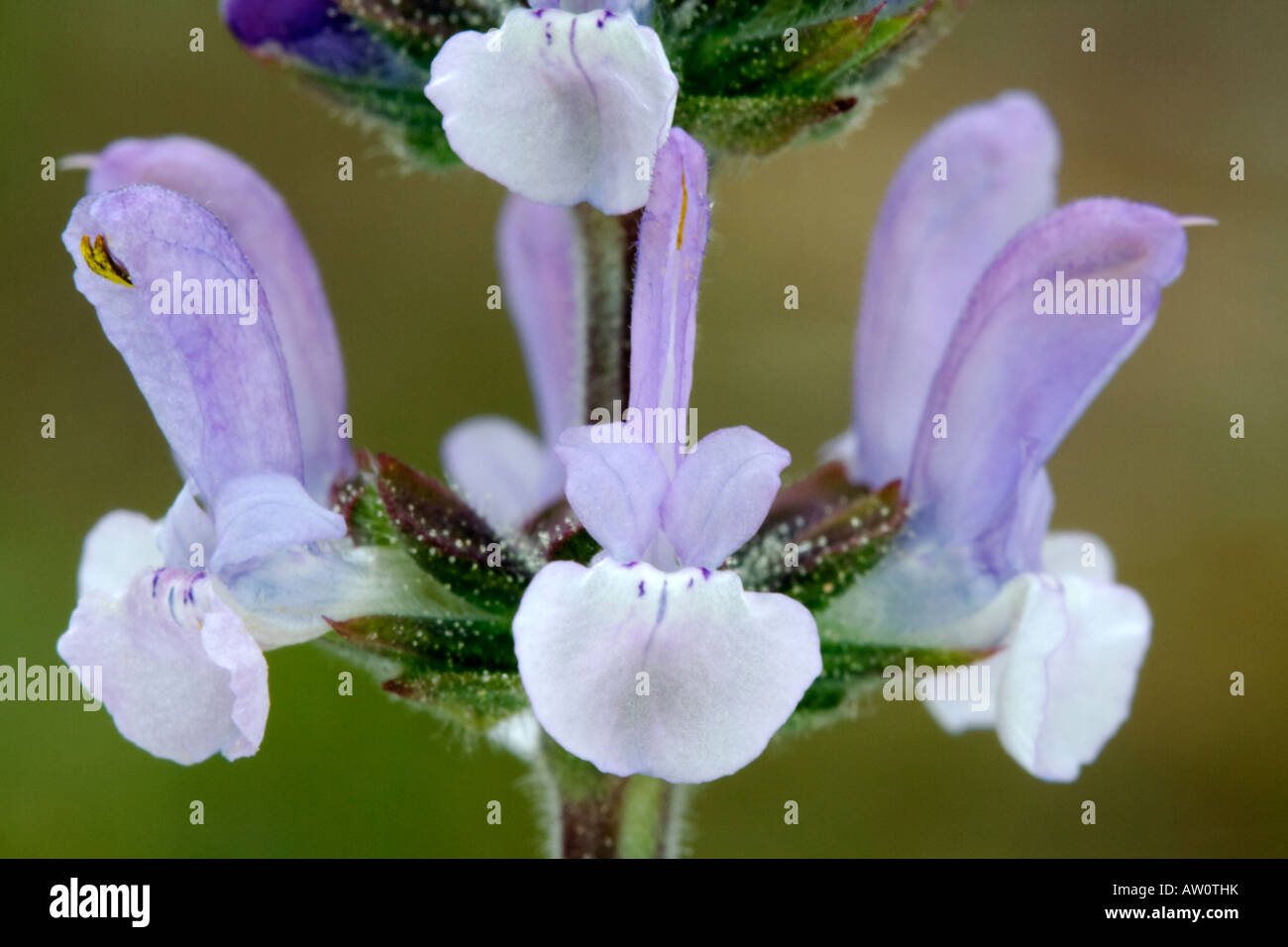 Wild clary Salvia verbenaca Stock Photo - Alamy