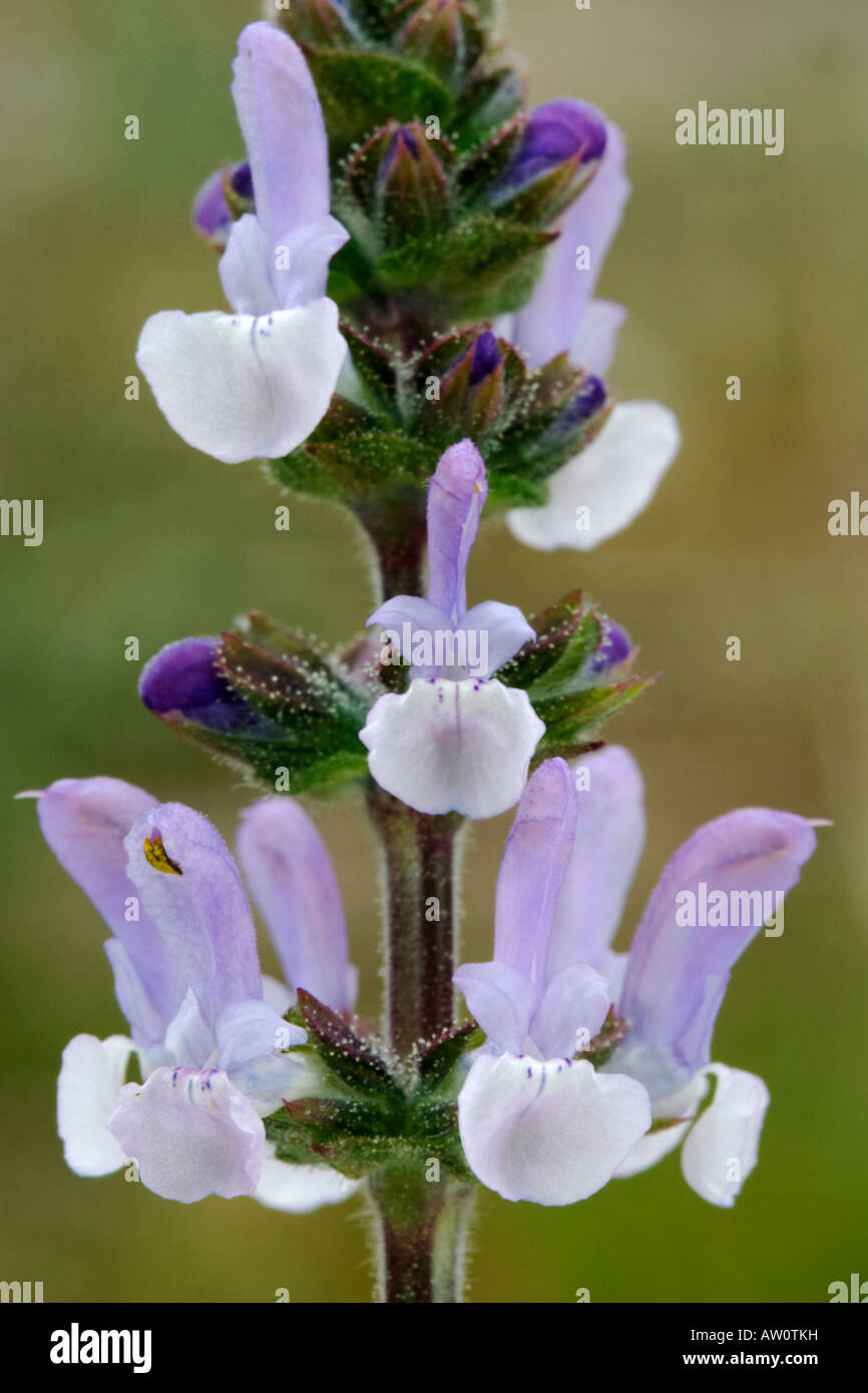 Wild clary Salvia verbenaca Stock Photo - Alamy