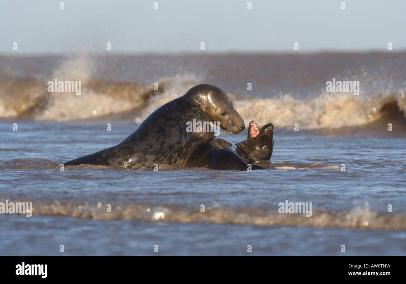 Fighting during breeding season hi-res stock photography and images - Alamy
