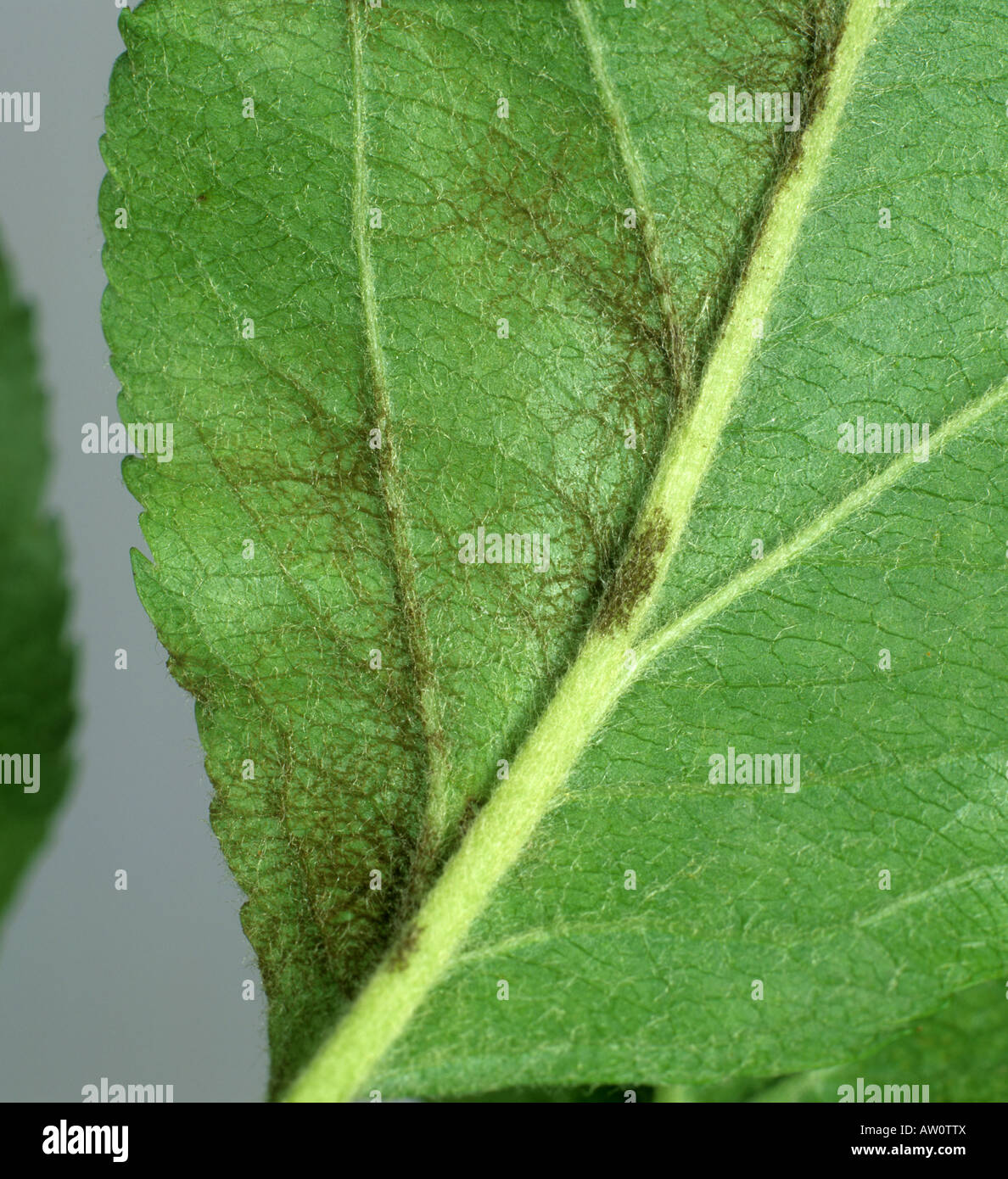 Apple scab Venturia inaequalis early leaf infection and mycelium Stock ...
