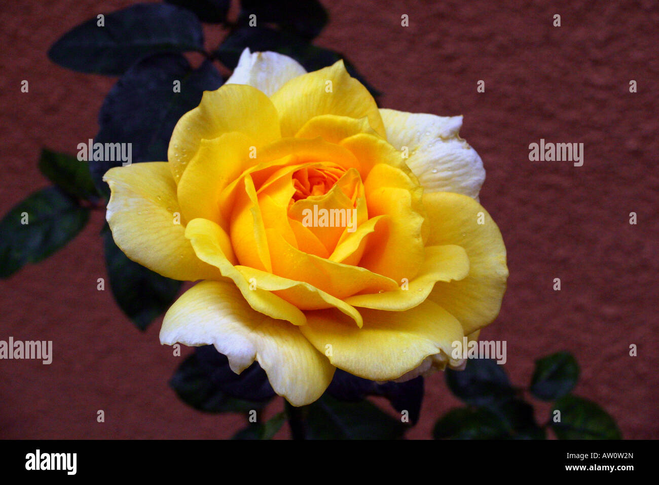 Yellow mini rose Stock Photo - Alamy