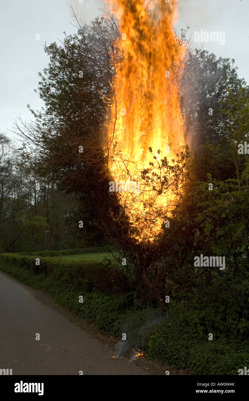 A burning bush set on fire by arsonist teenagers Stock Photo - Alamy