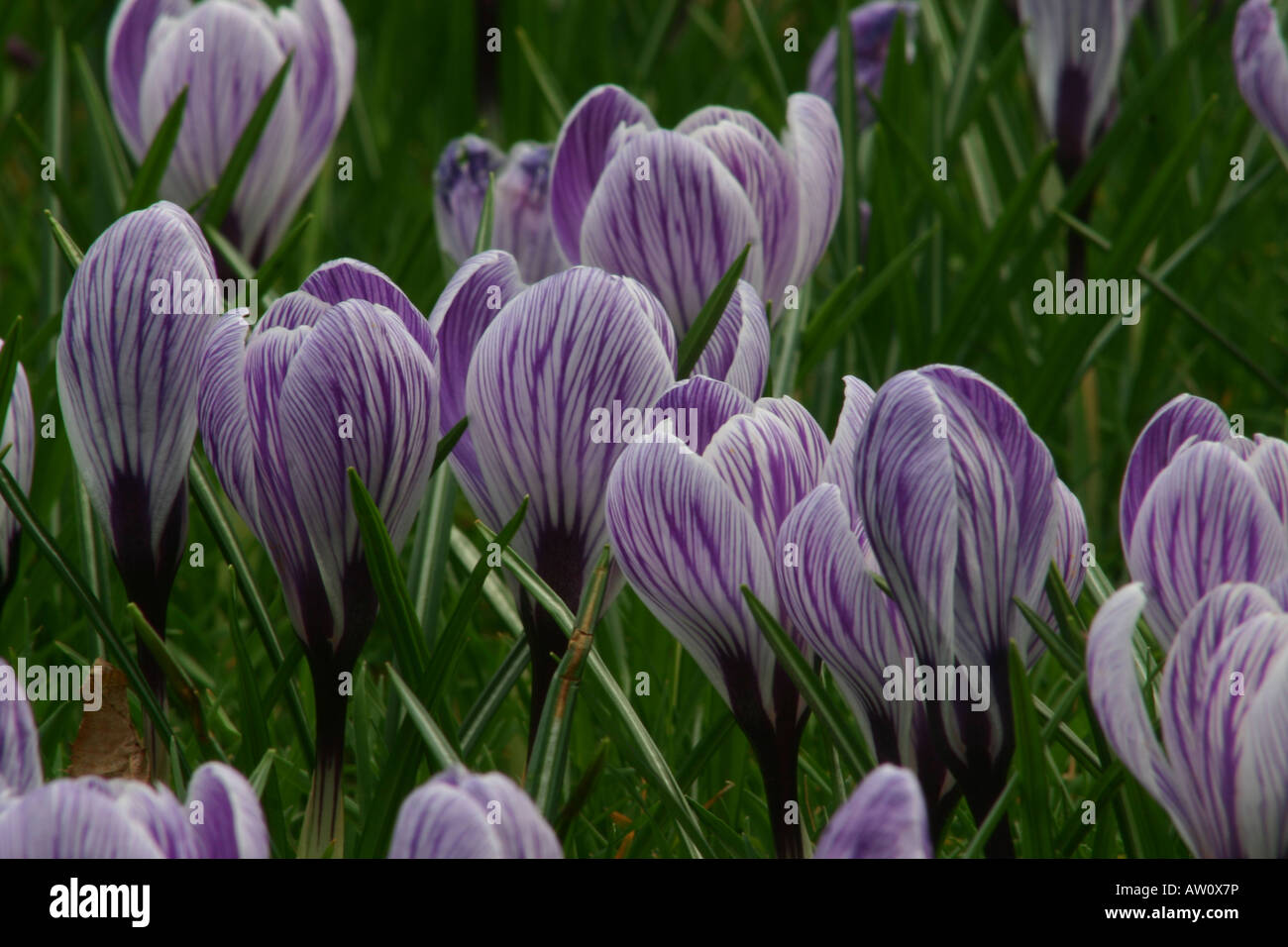 flowering crocus spring - Crocus Iridaceae bloom blooming blooms ...