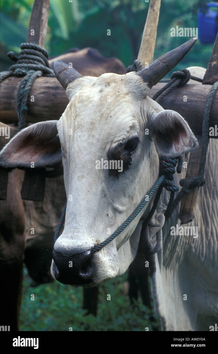 Working Brahma cattle portrait, Malaysia Stock Photo - Alamy