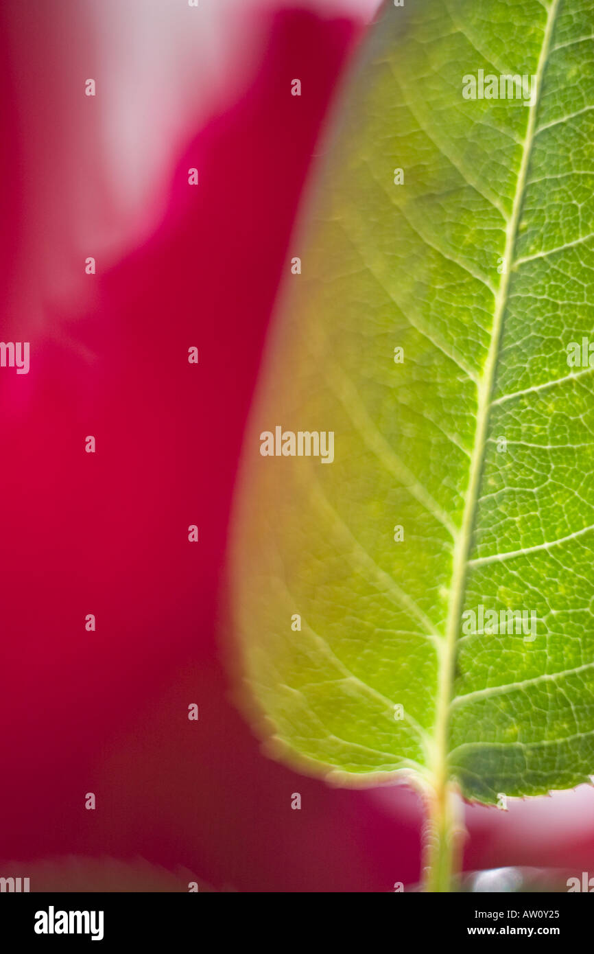 Leaf color contrast hi-res stock photography and images - Alamy