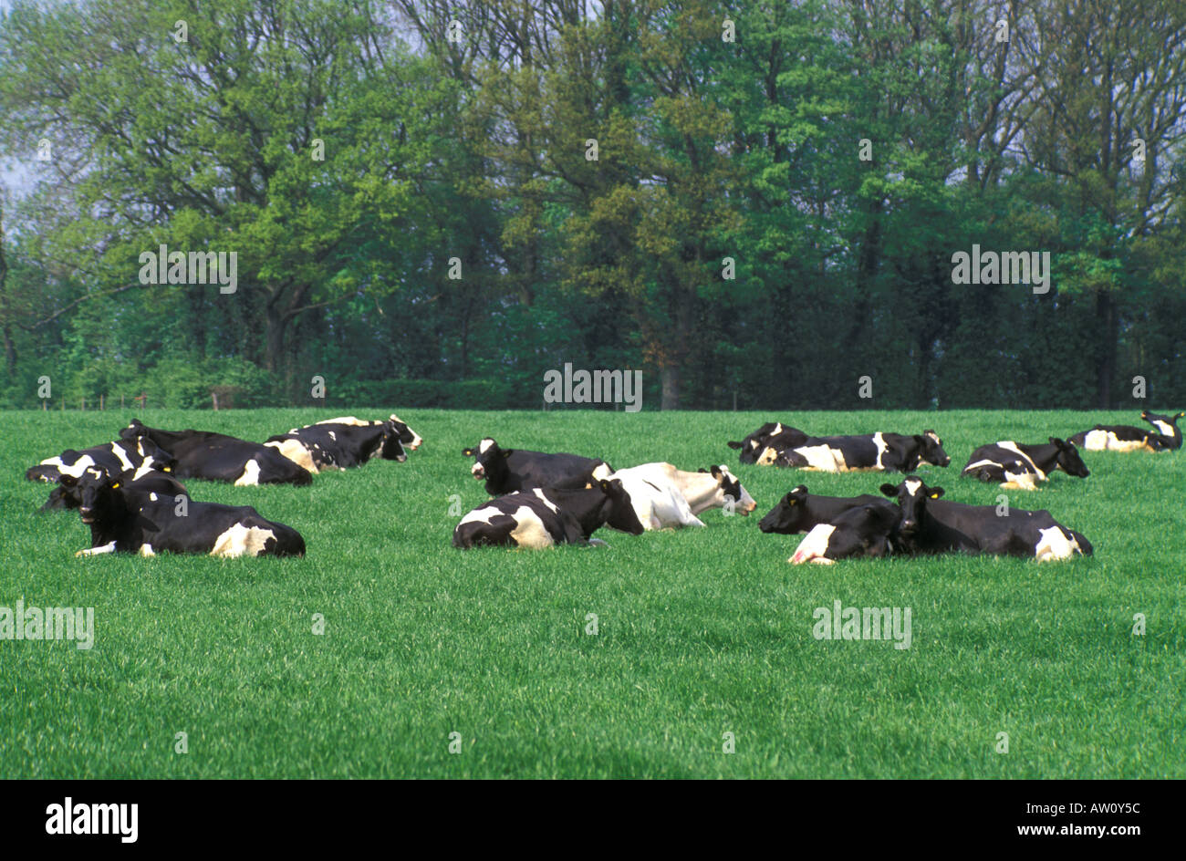 Cows lying down in field Stock Photo - Alamy
