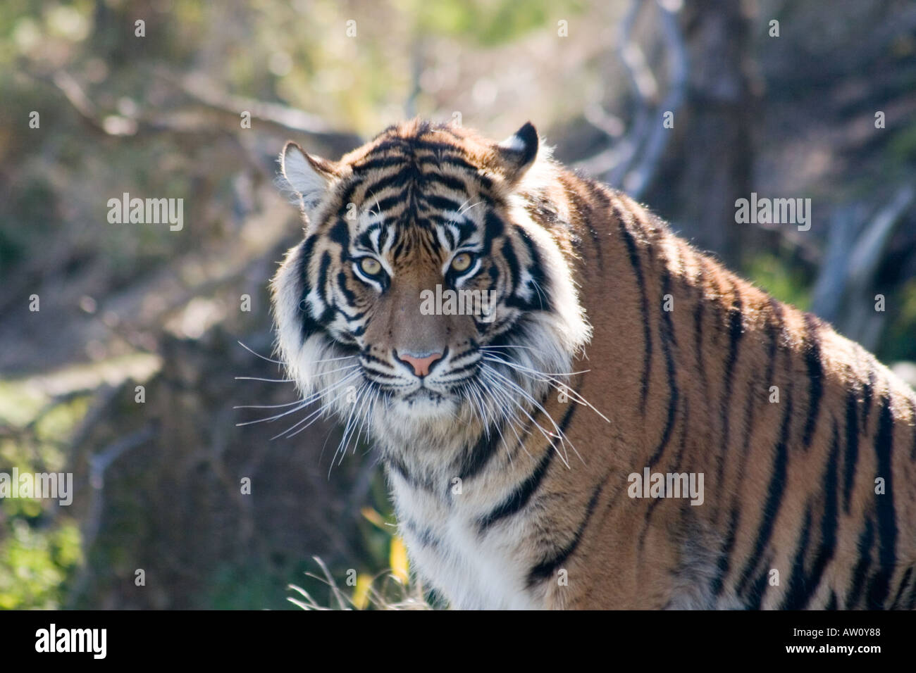 Sumatran tiger looking straight at you in Point Defiance Zoo Tacoma ...