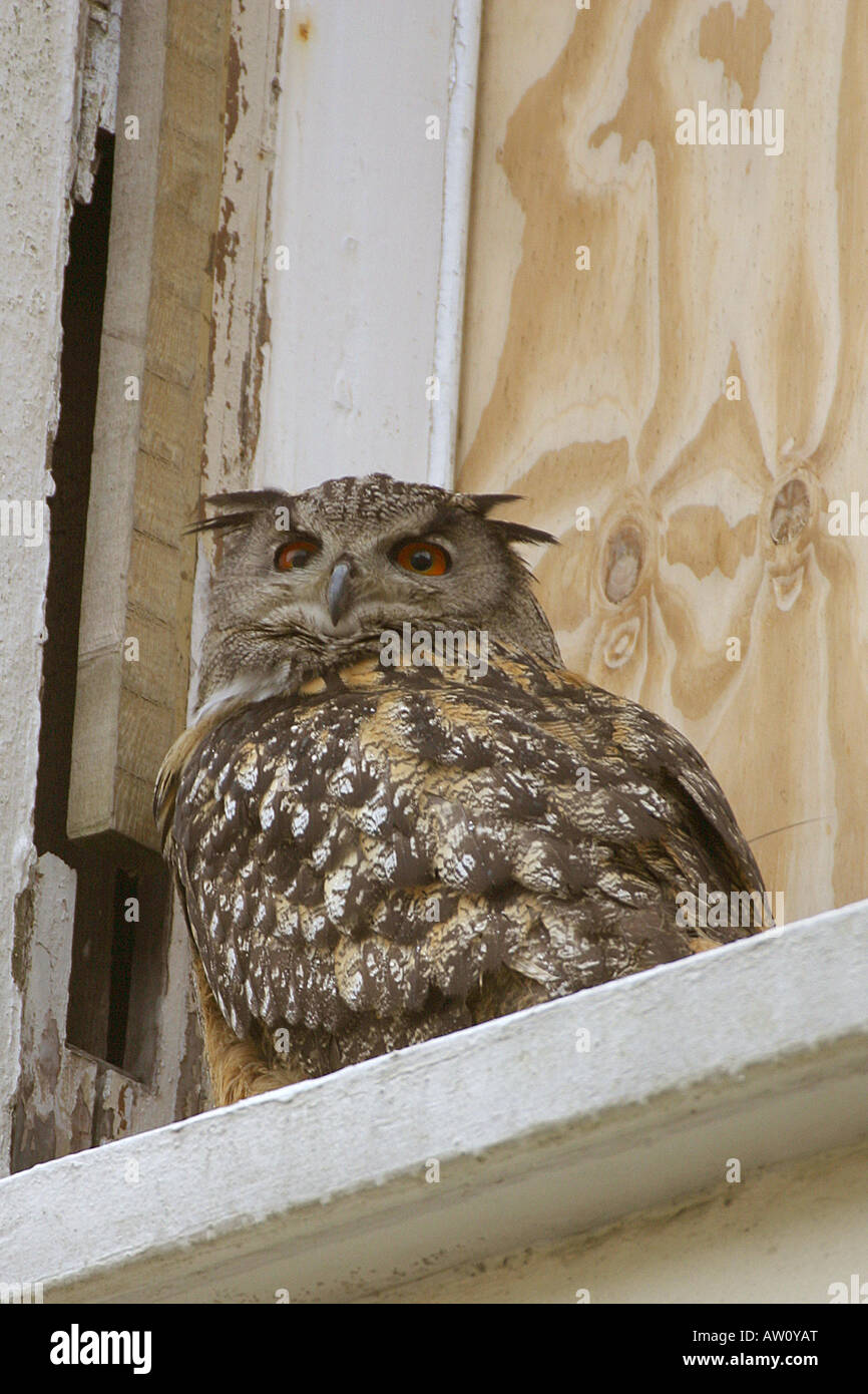 Eagle owl (latin: Bubo bubo) sitting on window ledge. Night bird of ...