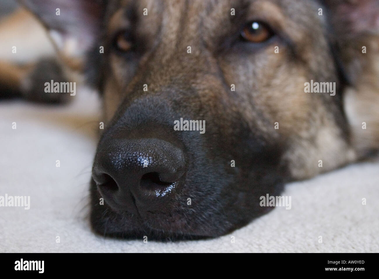 Close up of a German Sheppard dog's nose Stock Photo - Alamy