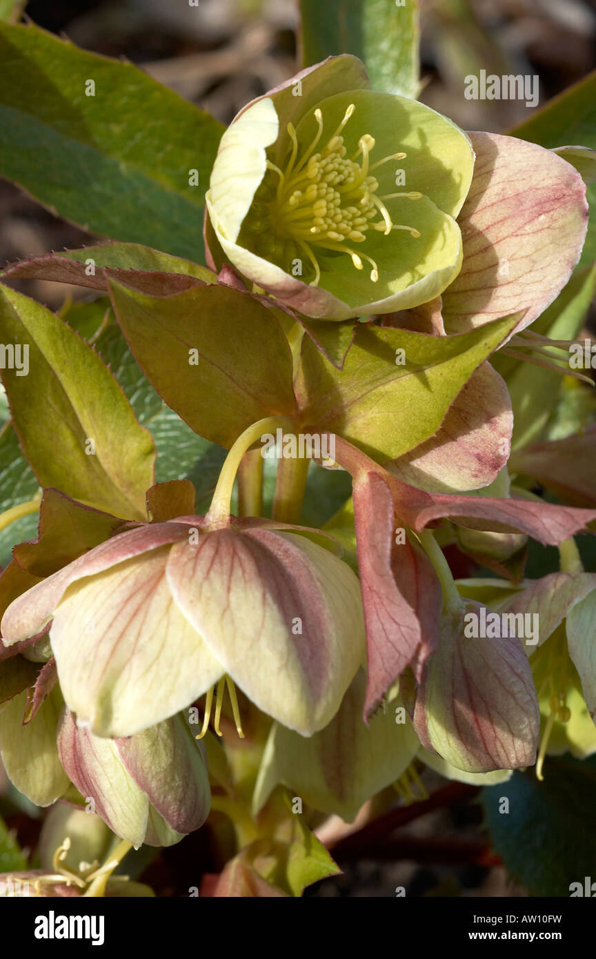 Mixed hellebore flowers hi-res stock photography and images - Alamy