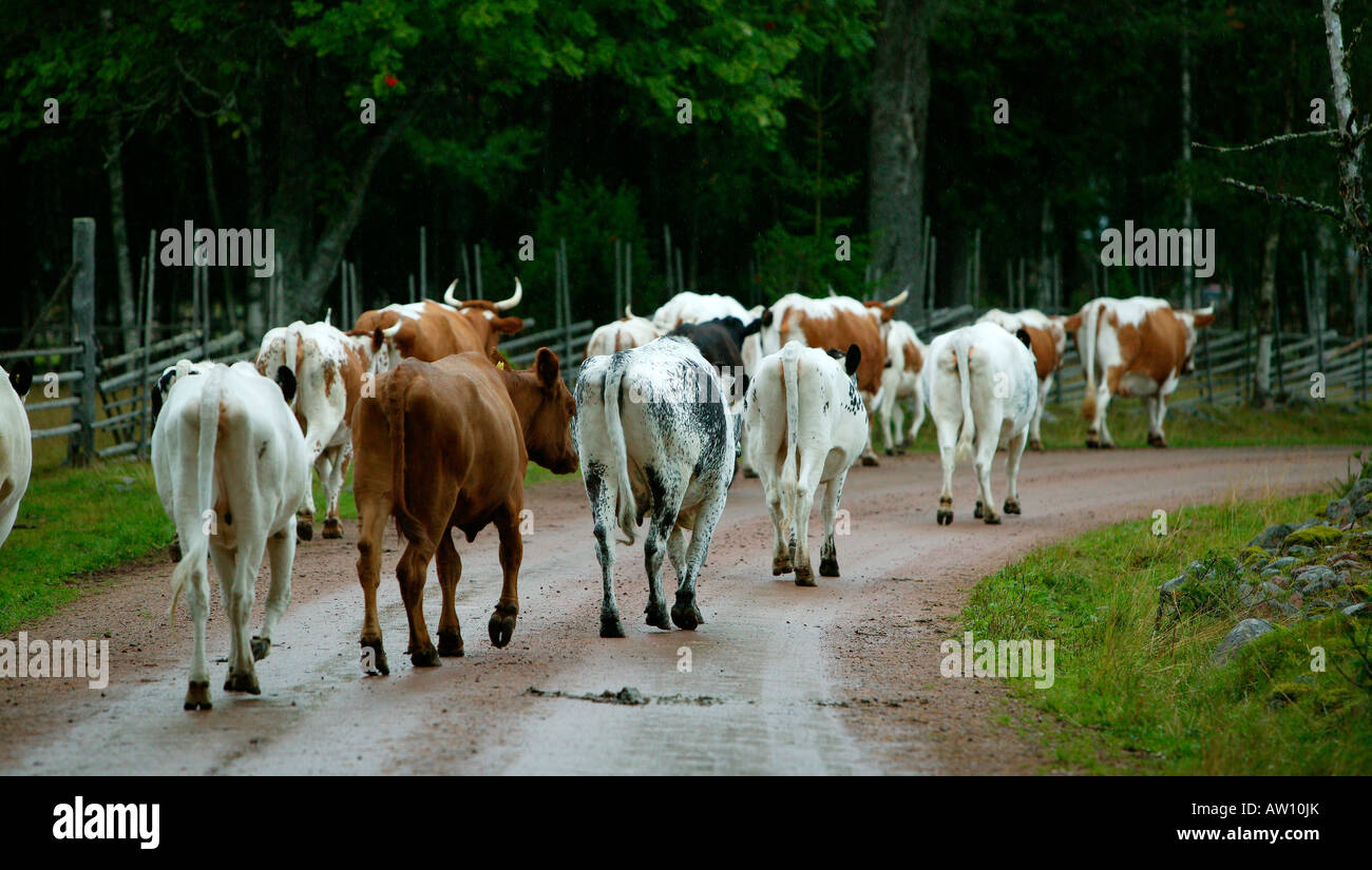 Small herd cows crossing road hi-res stock photography and images - Alamy