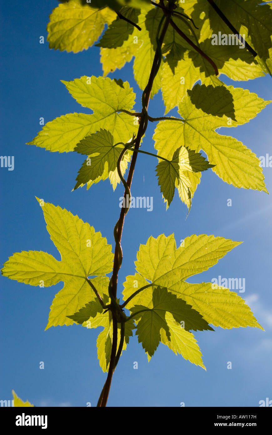 HUMULUS LUPULUS 'AUREUS', GOLDEN HOP Stock Photo - Alamy