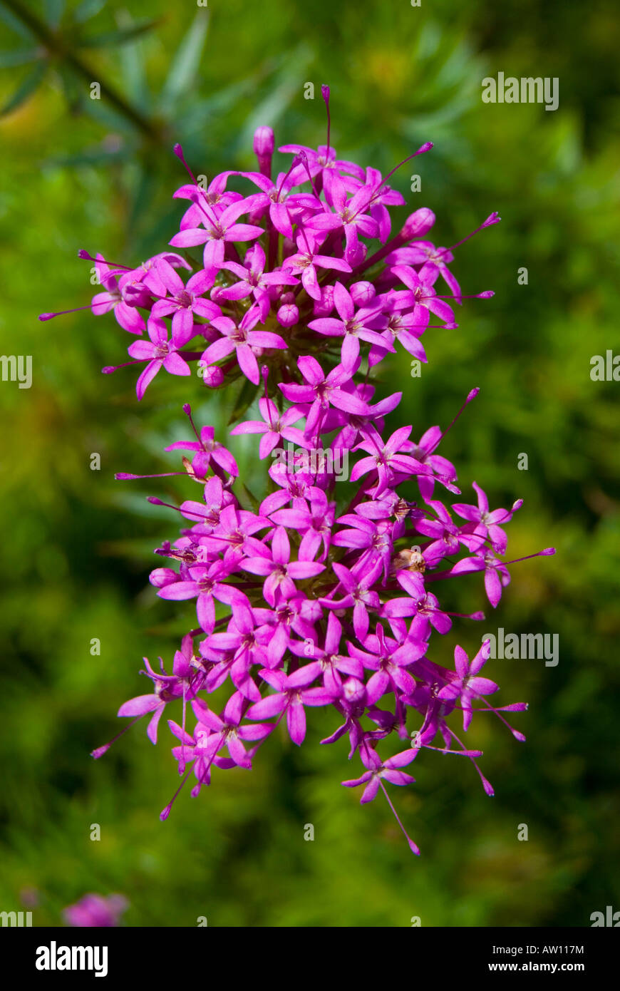 Phuopsis Stylosa High Resolution Stock Photography and Images - Alamy
