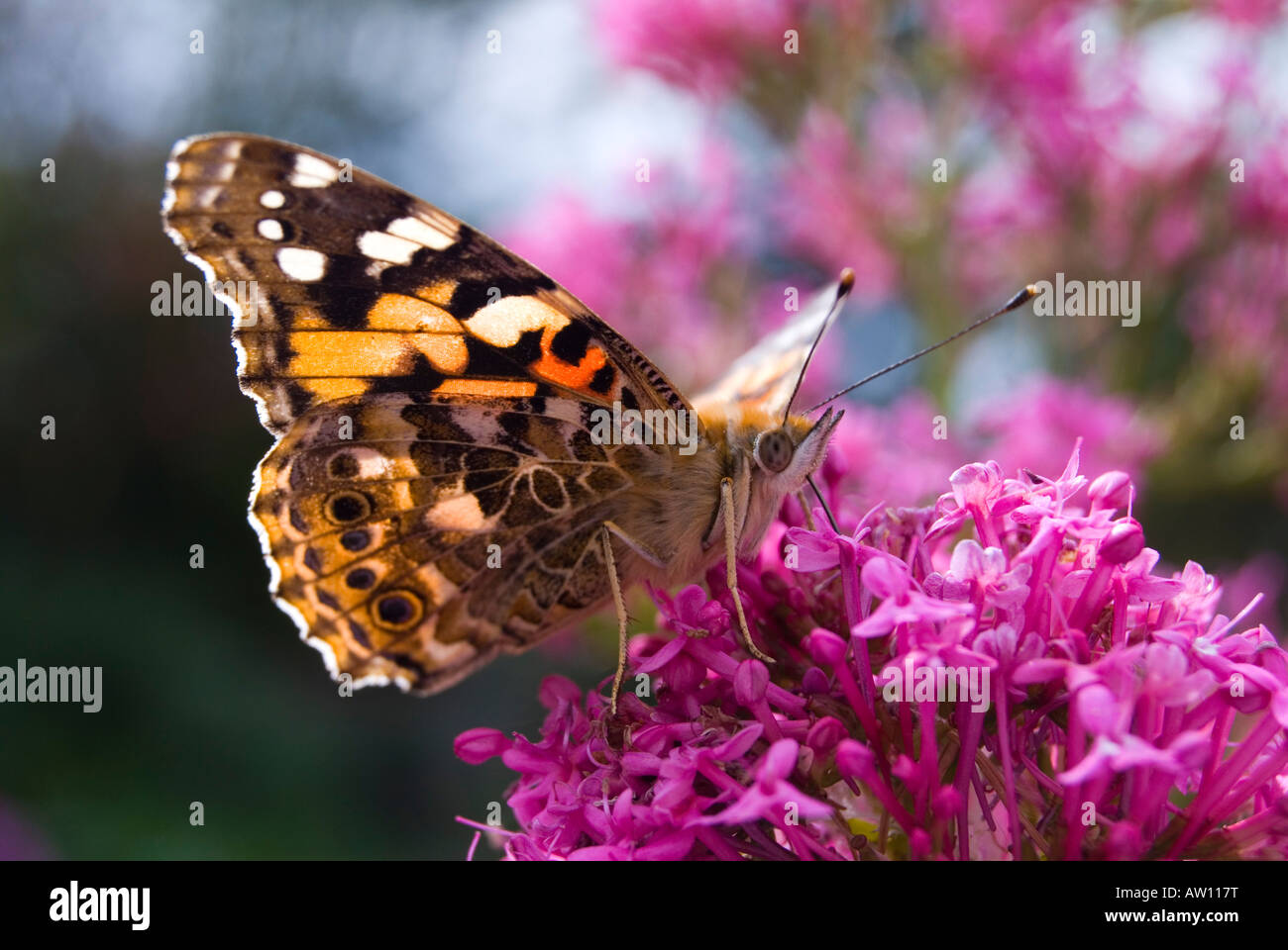 Painted lady butterfly hi-res stock photography and images - Alamy