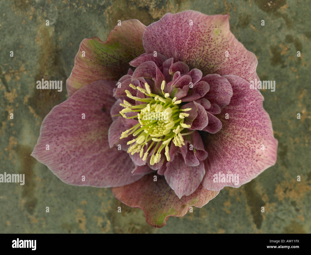 Mixed hellebore flowers hi-res stock photography and images - Alamy