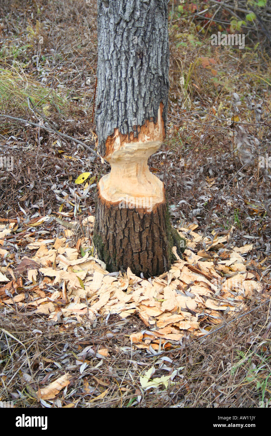 Bite building hi-res stock photography and images - Alamy