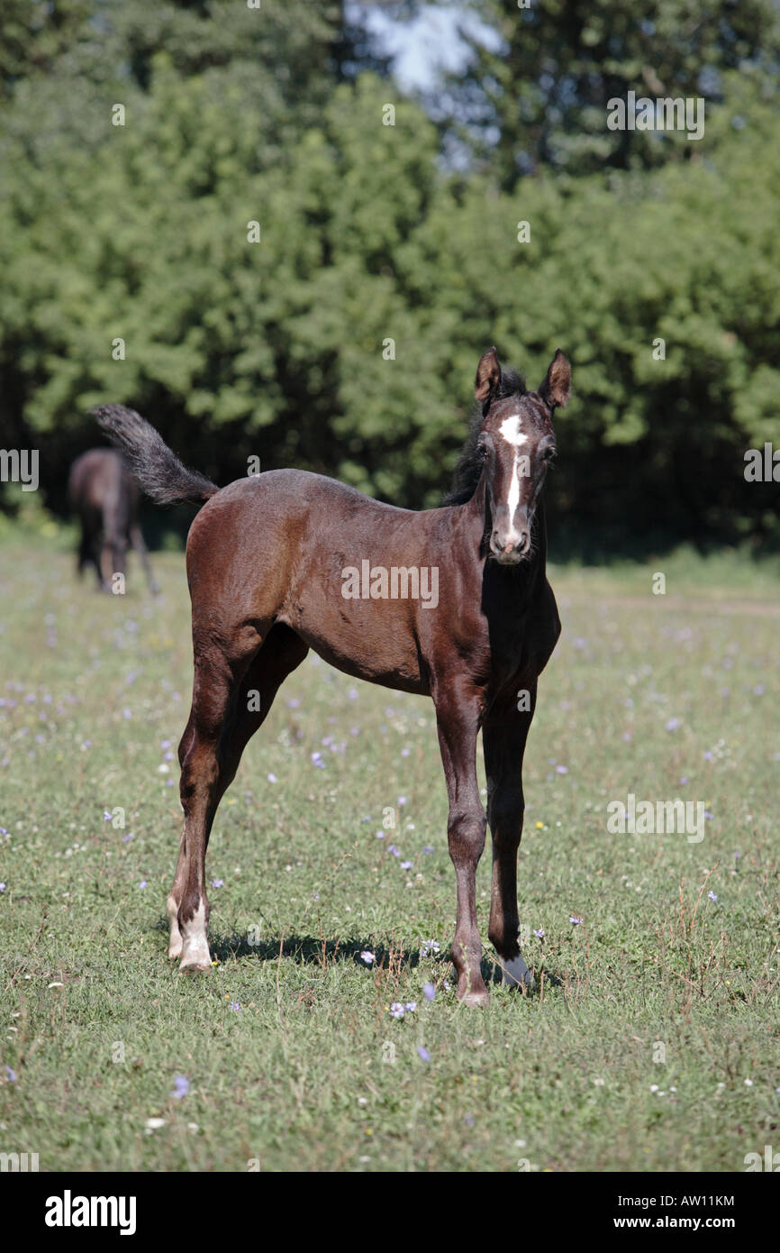Foal foot hi-res stock photography and images - Alamy