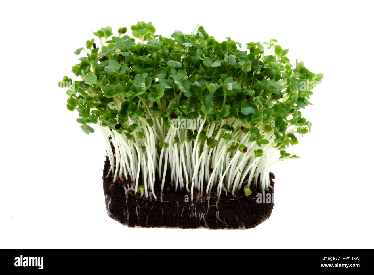 Cress ready eat Cut Out Stock Images & Pictures - Alamy