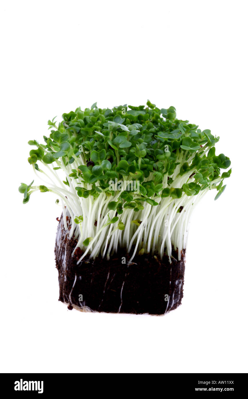 Cress garnish Cut Out Stock Images & Pictures - Alamy