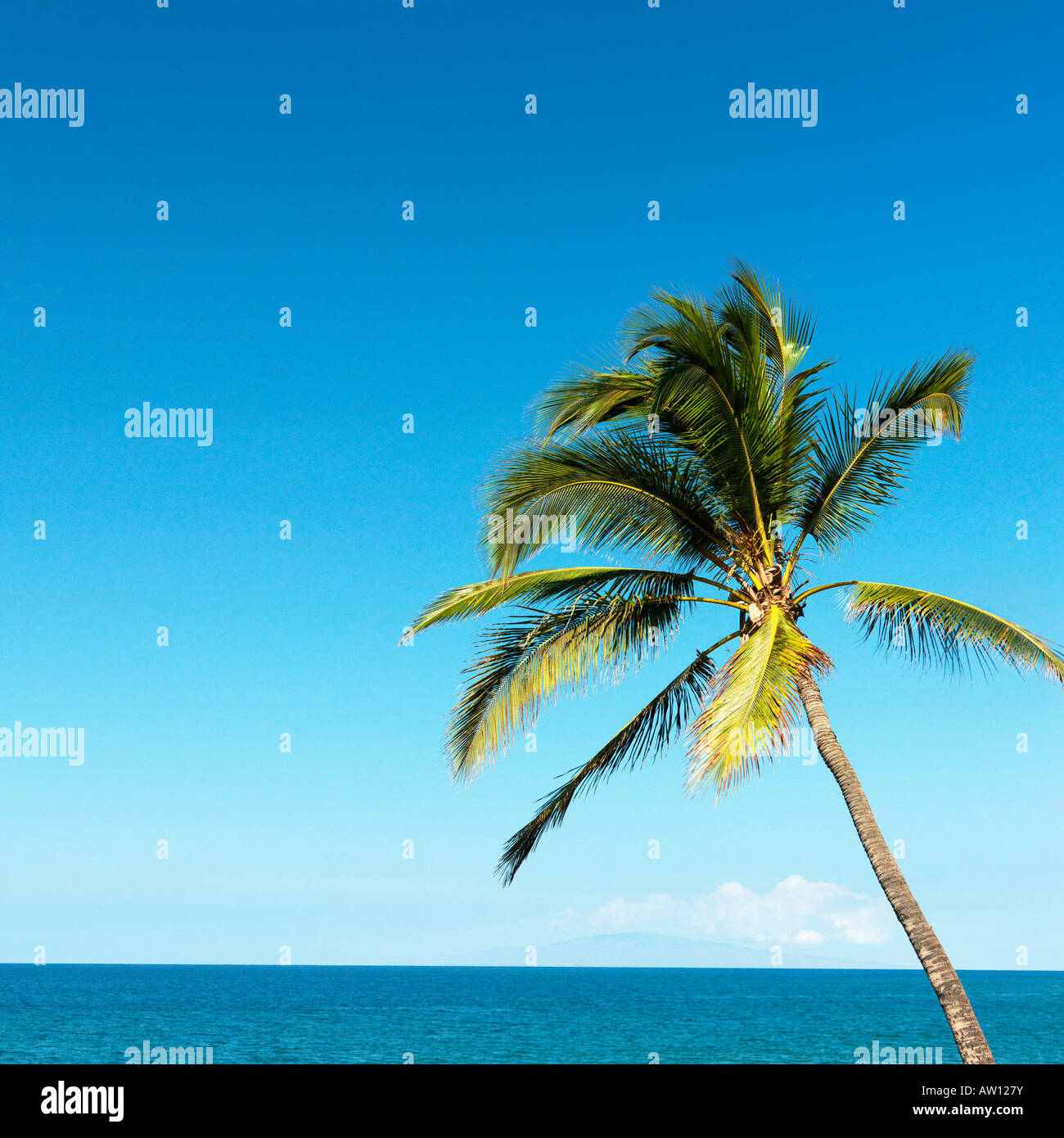 Palm tree and ocean Stock Photo - Alamy