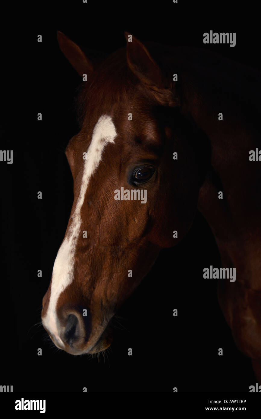 Portrait of a red horse on a dark background Stock Photo - Alamy