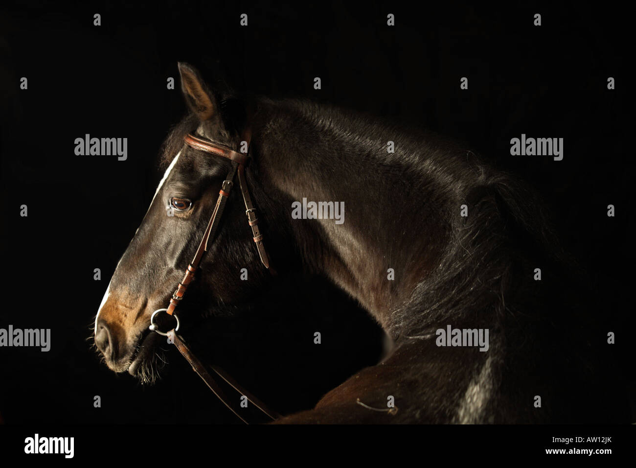 The bay horse in dark stable Stock Photo - Alamy