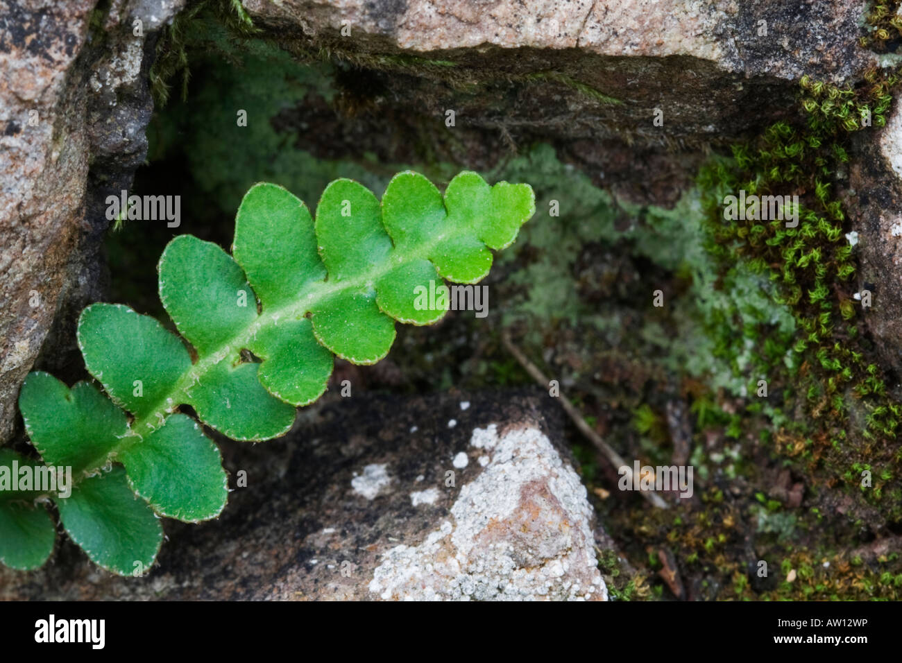Rustyback Ceterach officinarum Spain Stock Photo - Alamy