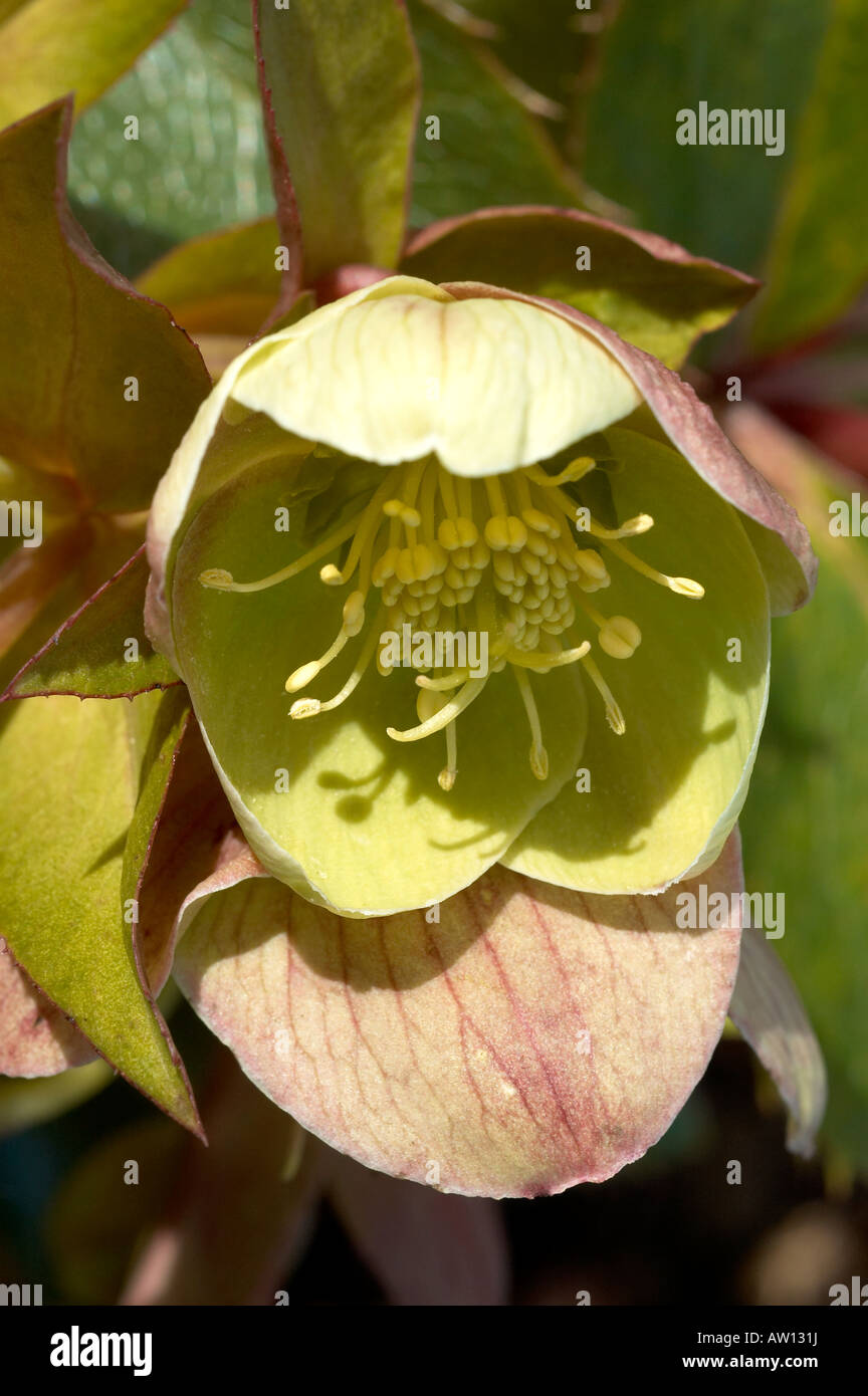 Hellebore flower hi-res stock photography and images - Alamy