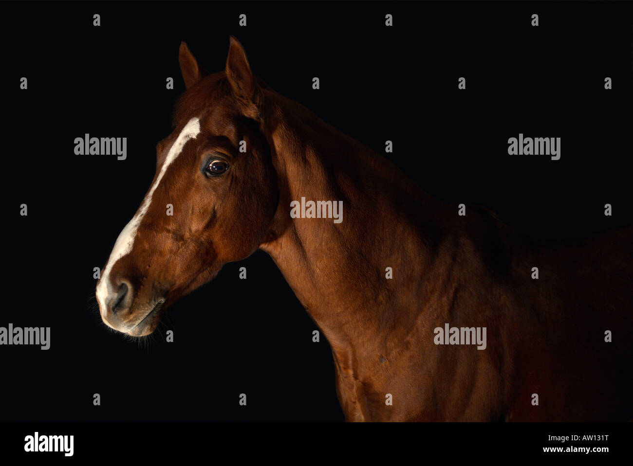 Cavalry horse bridle hi-res stock photography and images - Alamy