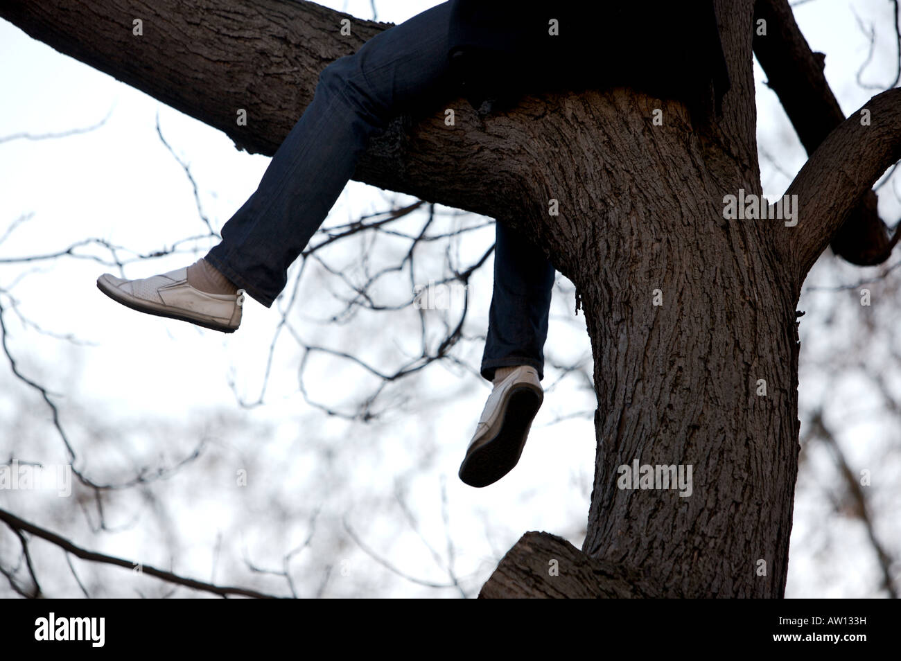 Sitting in a Tree Stock Photo - Alamy