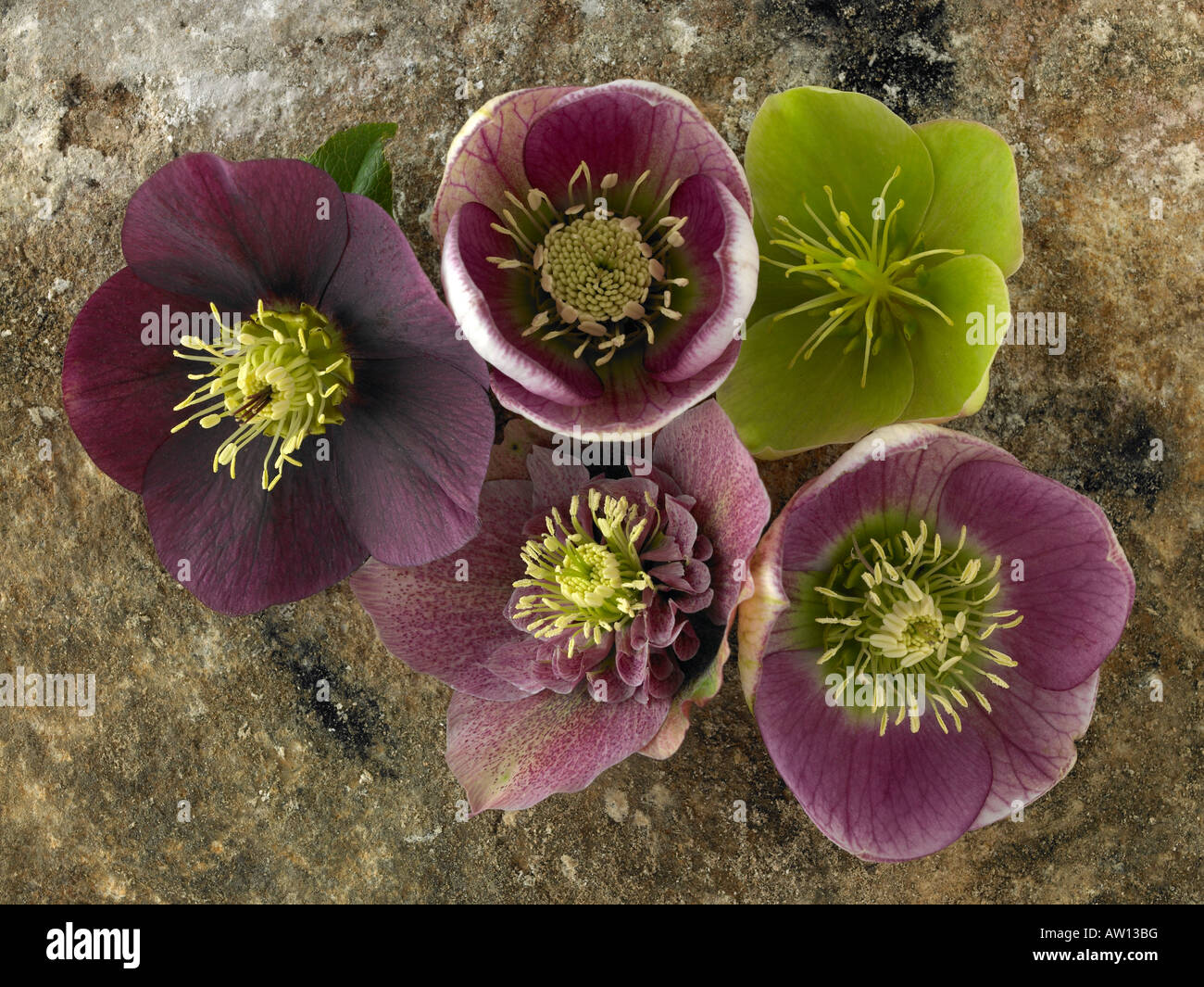 Hellebore garden centre hi-res stock photography and images - Alamy