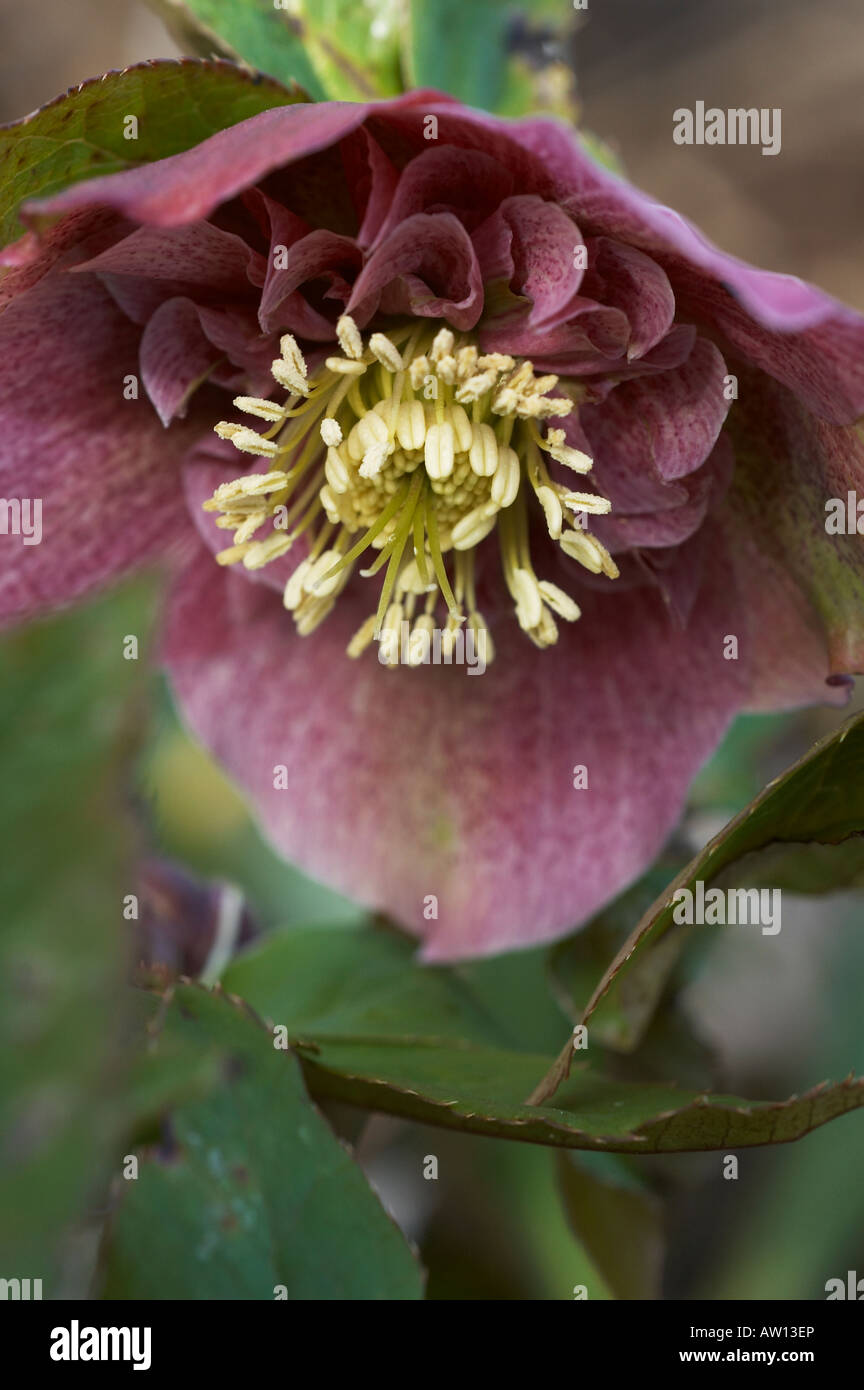 Mixed hellebore flowers hi-res stock photography and images - Alamy