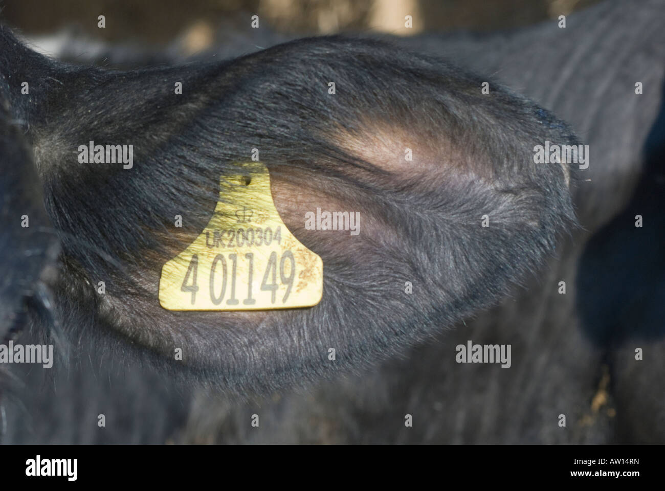 ear tag on a cow on a farm in england Stock Photo - Alamy