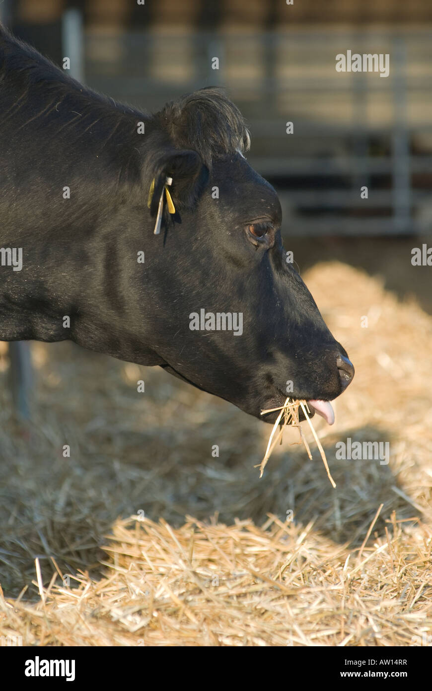 Friesian cow tongue High Resolution Stock Photography and Images - Alamy